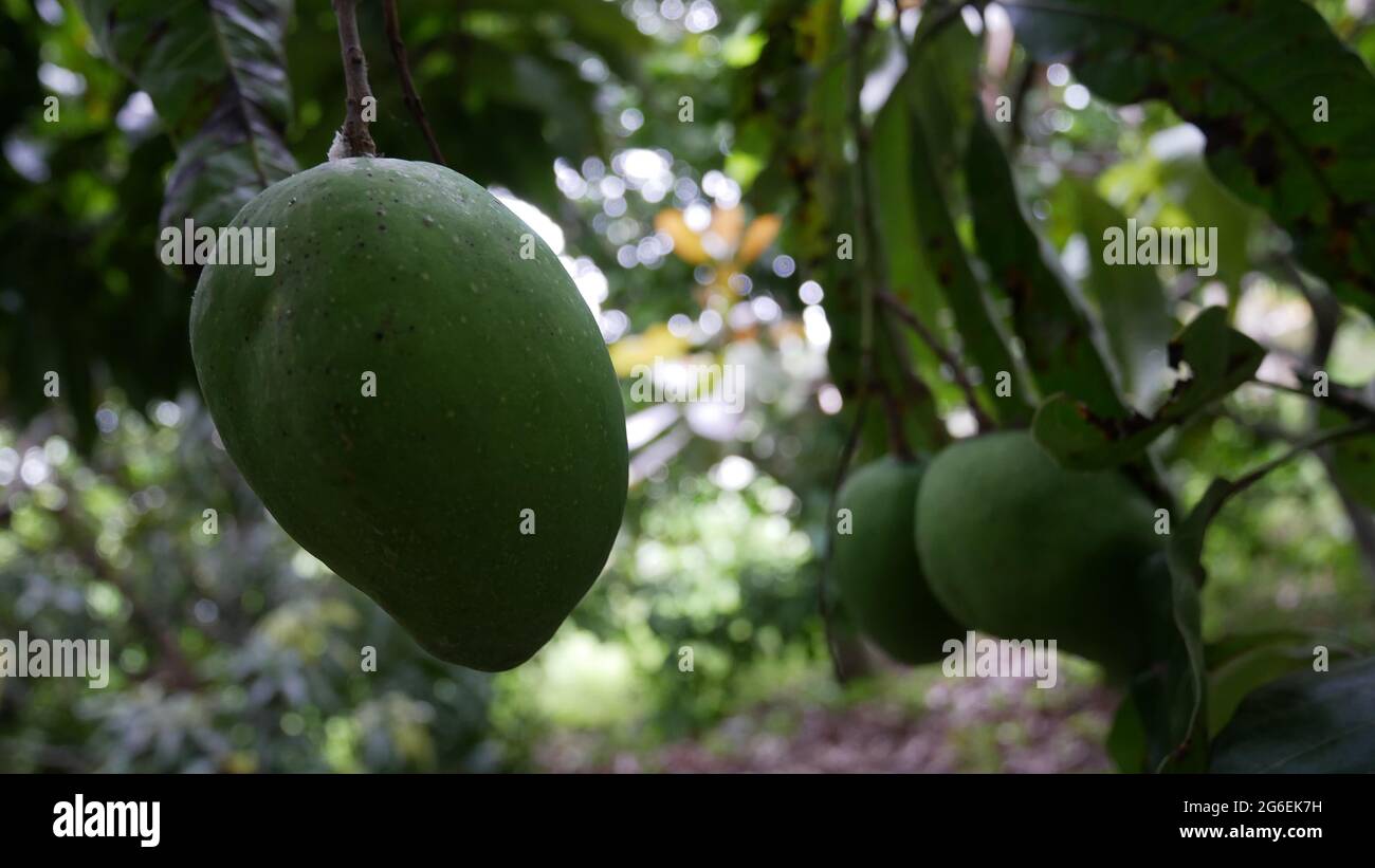 fruits on a tree Stock Photo - Alamy