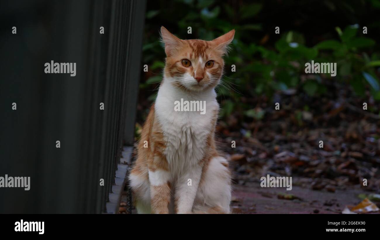 Chonky the cat Stock Photo - Alamy