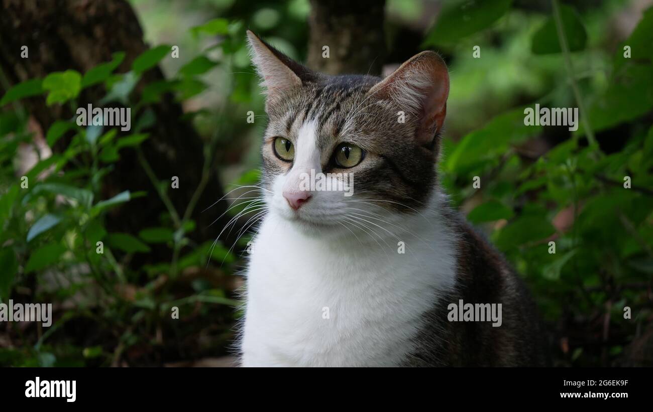 Maple the cat in the forest Stock Photo - Alamy