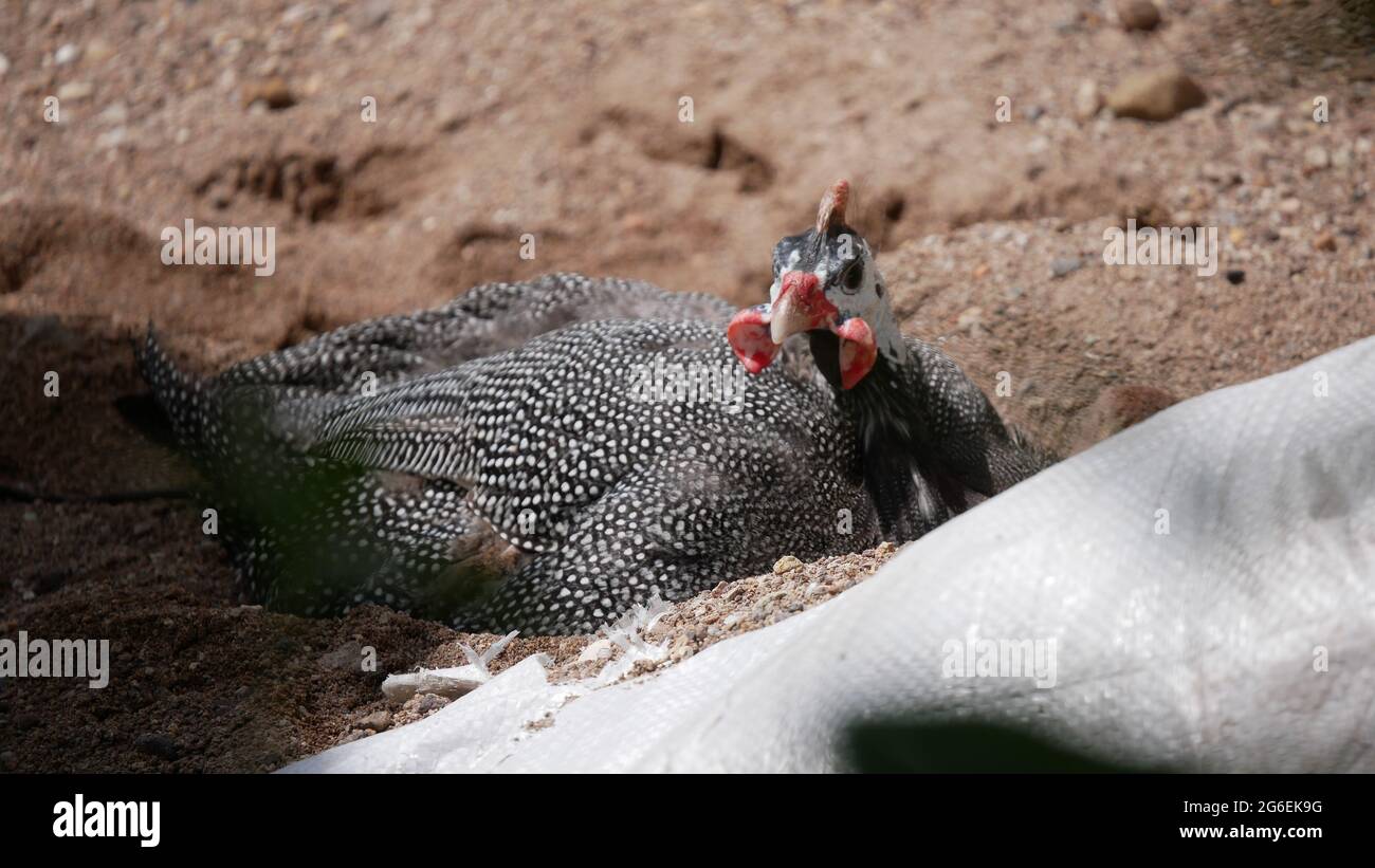 Guinea hen hi-res stock photography and images - Alamy