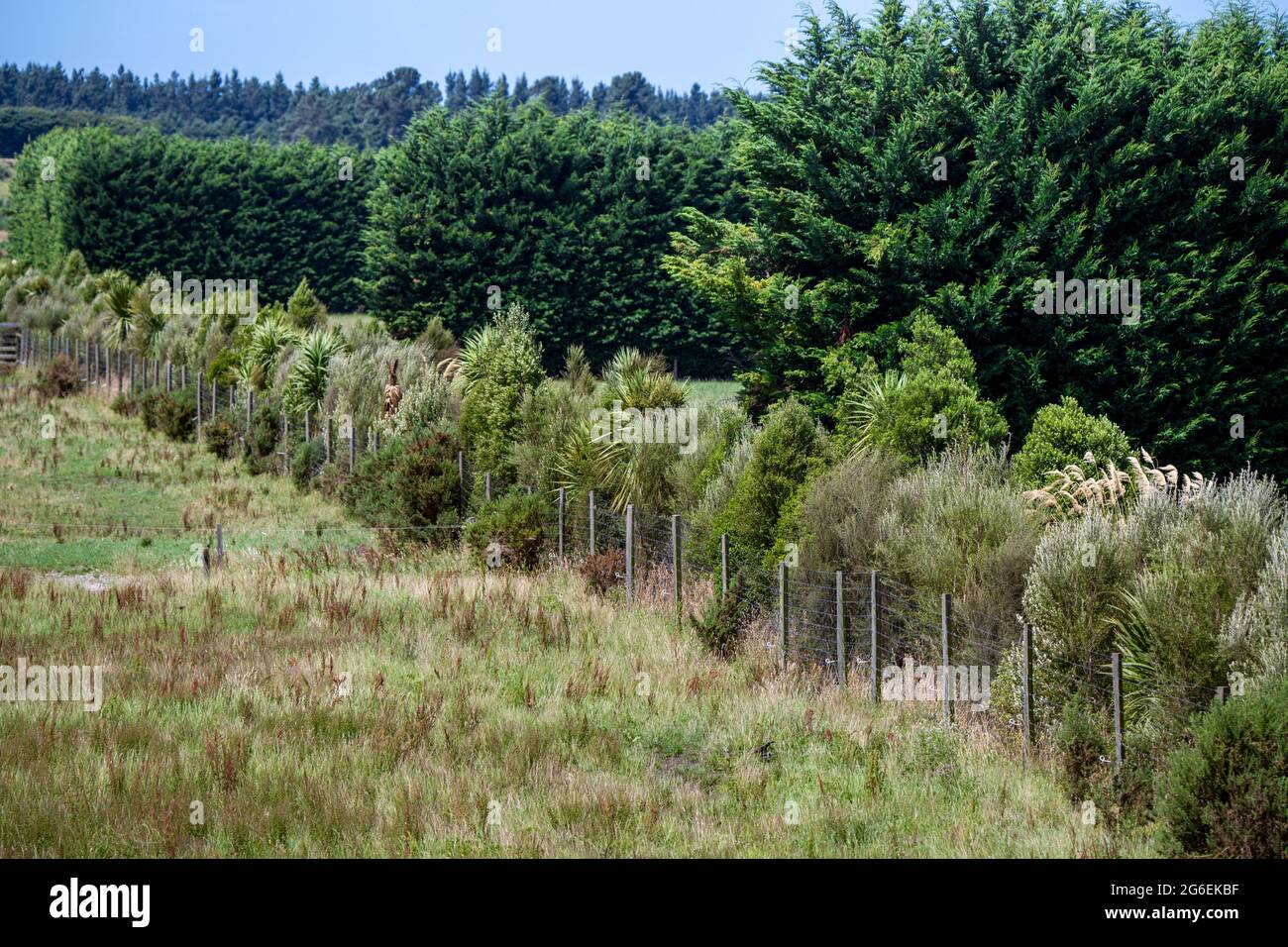 Native trees planted around waterways and along farm fences provide a ...