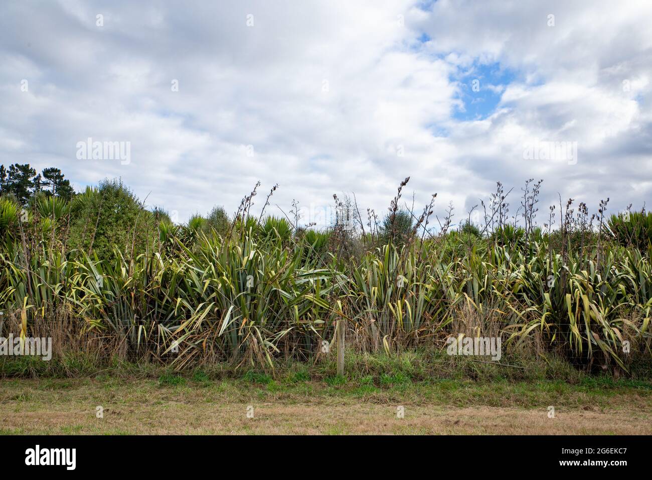 Native trees planted around waterways and along farm fences provide a ...