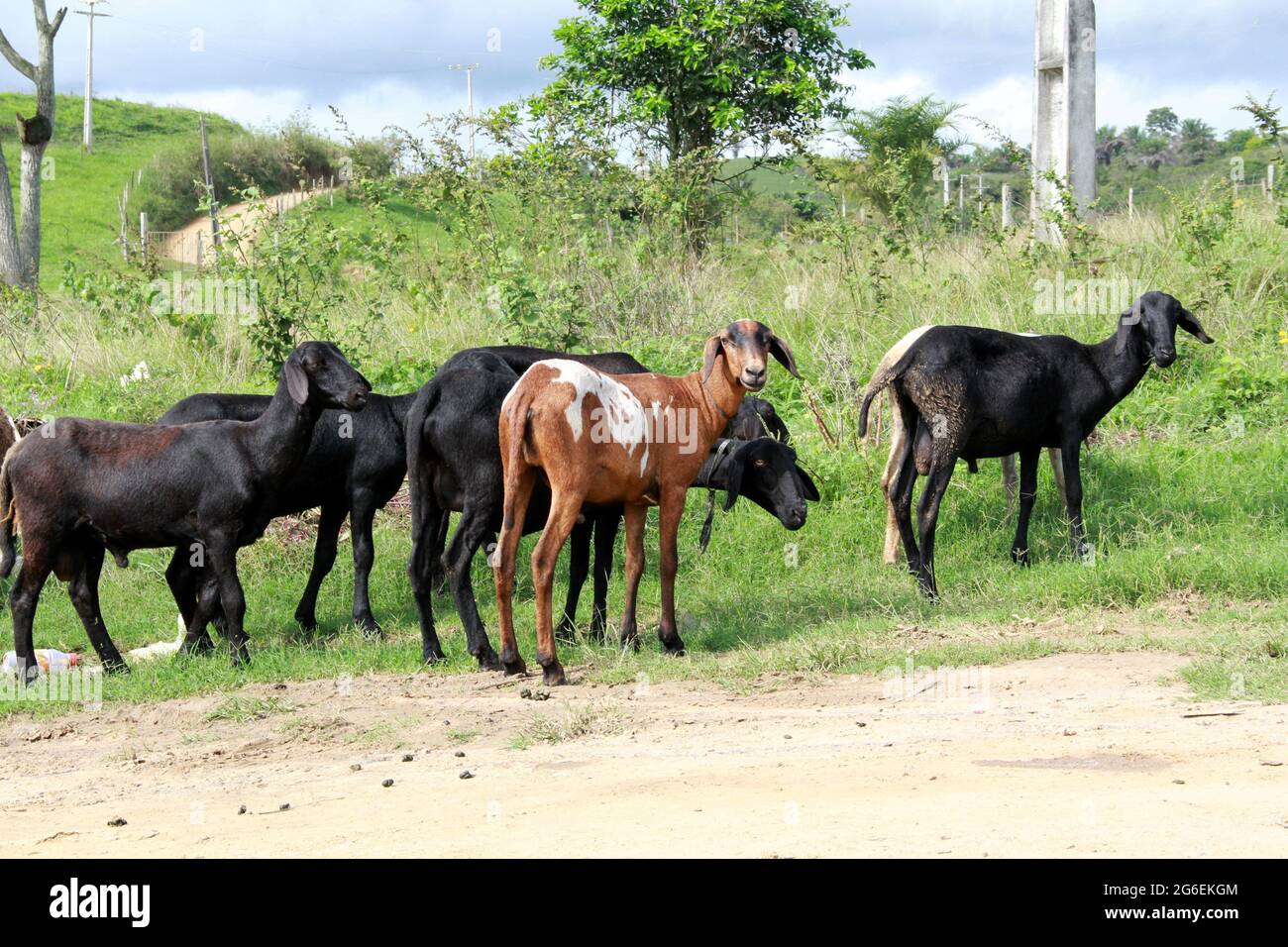 itabuna, bahia, brazil - june 15, 2012: Sheep breeding are seen in the ...