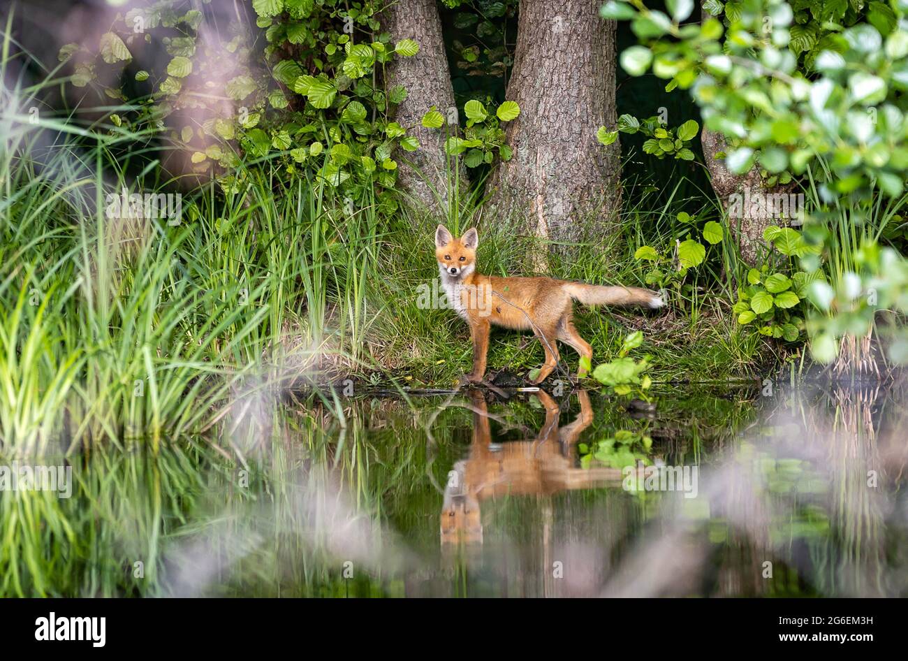 Can Dogs Smell Foxes