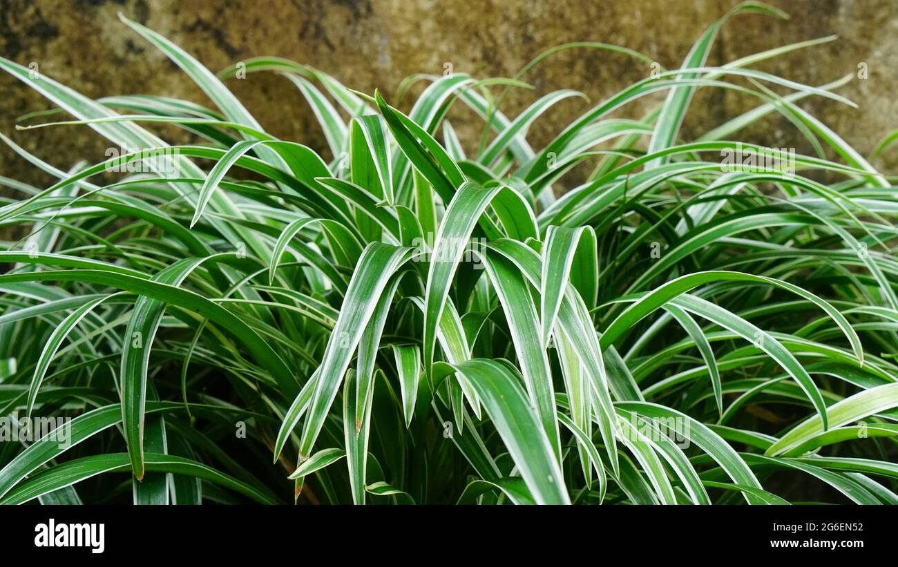Fresh Green Plant in The Garden Stock Photo - Alamy