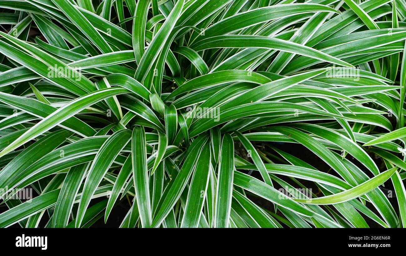 Green Plant Background Stock Photo - Alamy