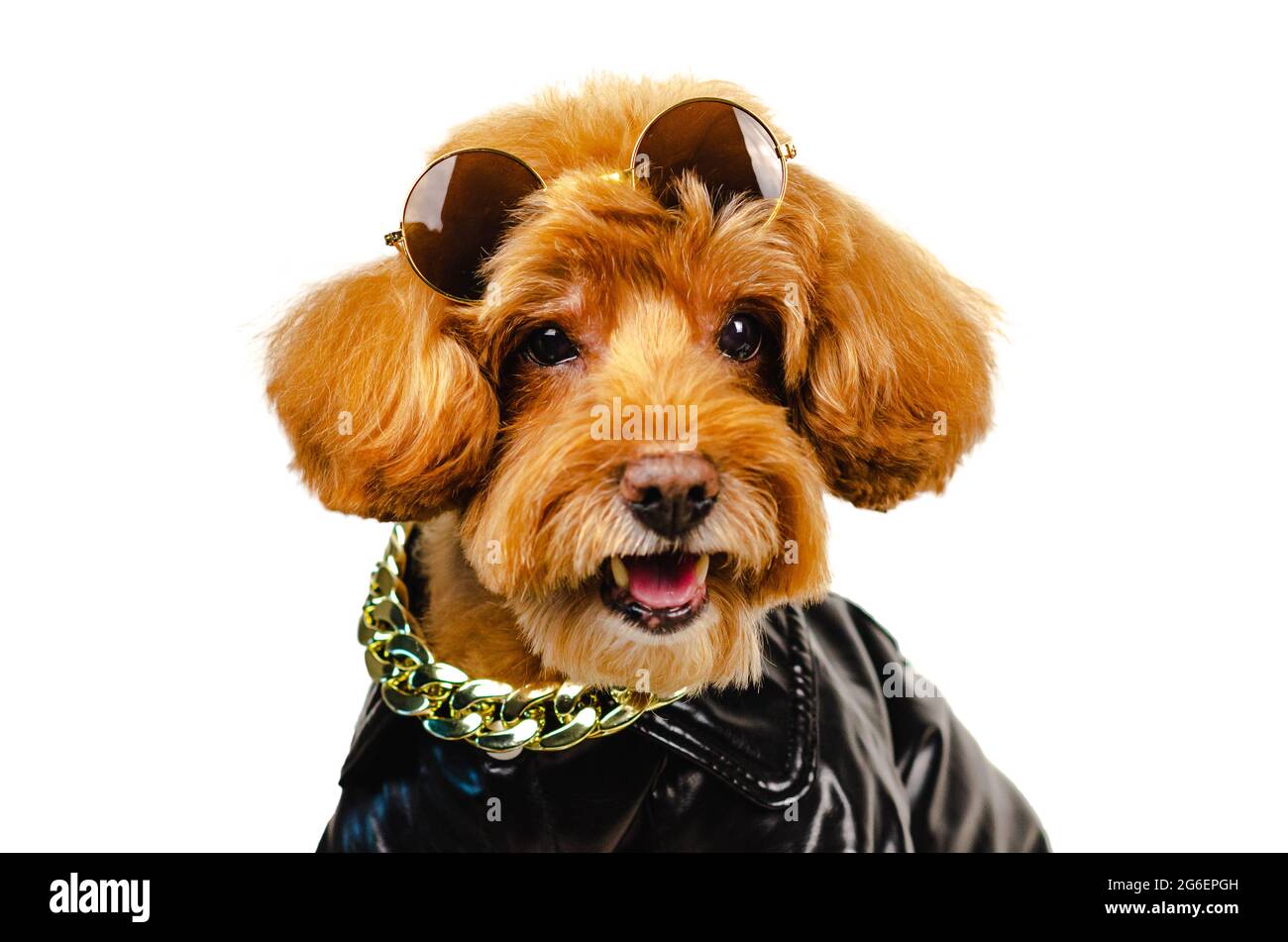 An adorable smiling brown toy Poodle dog with sunglasses on his head ...