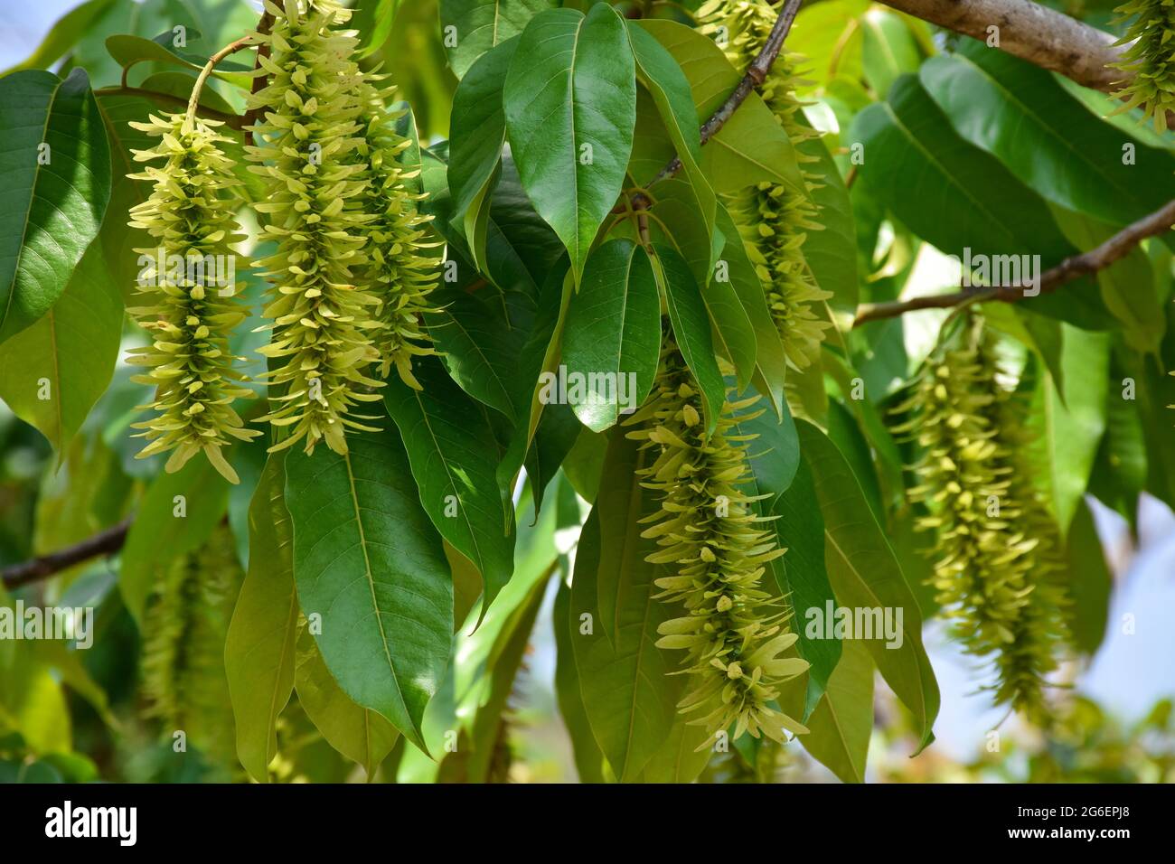 Pterocarya stenoptera is a small -winged tree, commonly known as ...