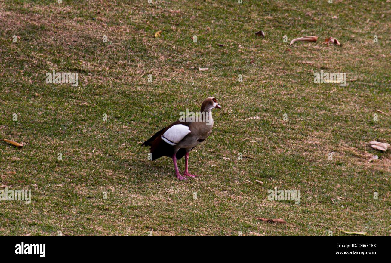Short beak goose hi-res stock photography and images - Alamy