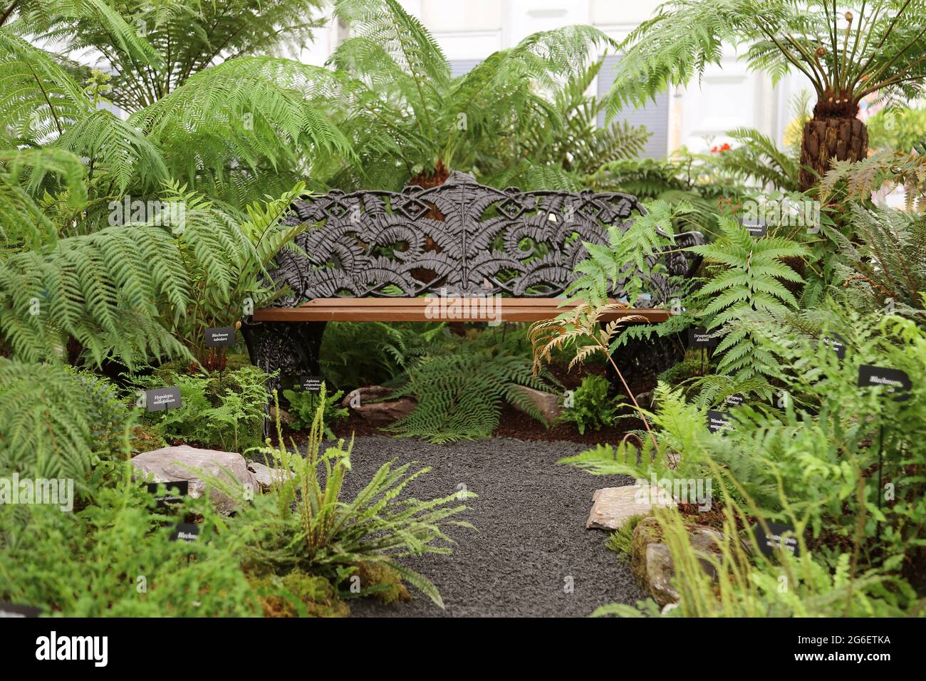 Fern display, Kells Bay Gardens, Gold Medal, Floral Marquee, RHS ...