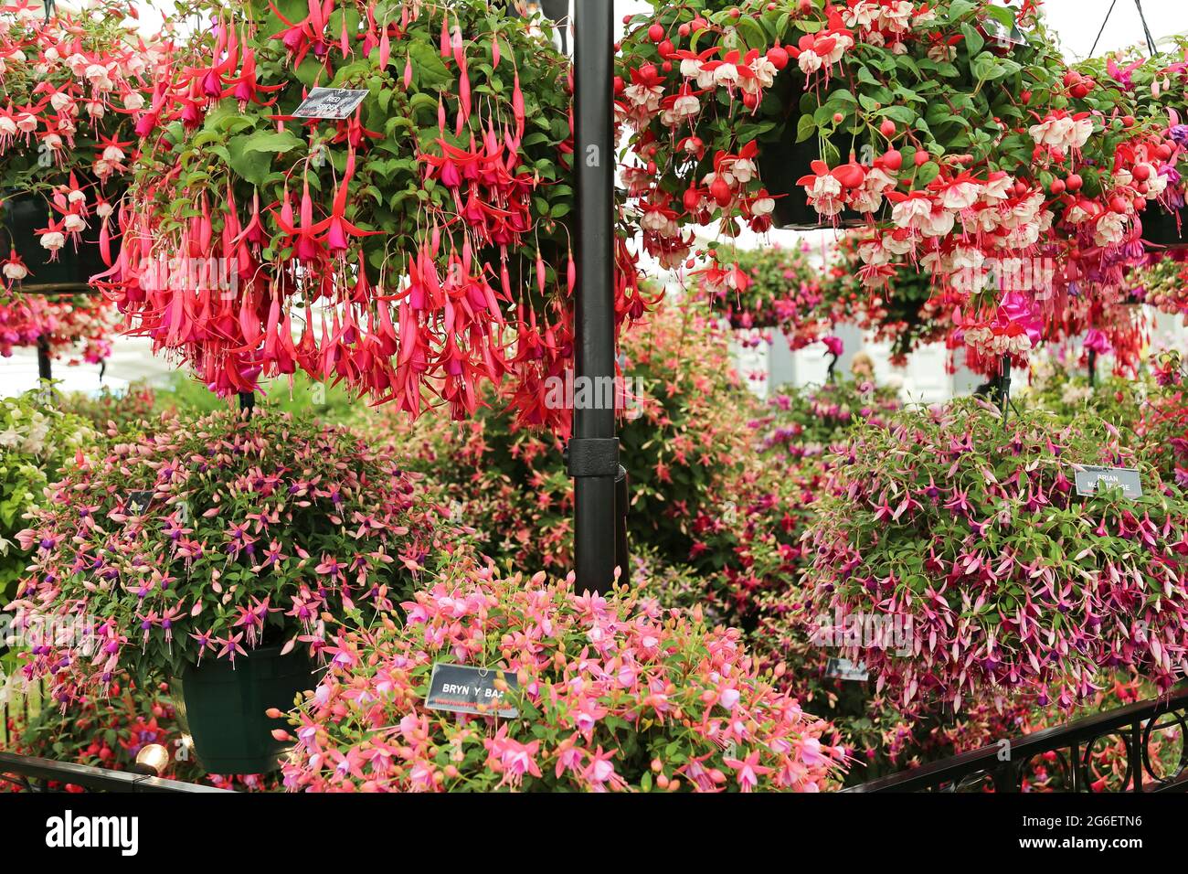 Roualeyn fuchsias hi-res stock photography and images - Alamy