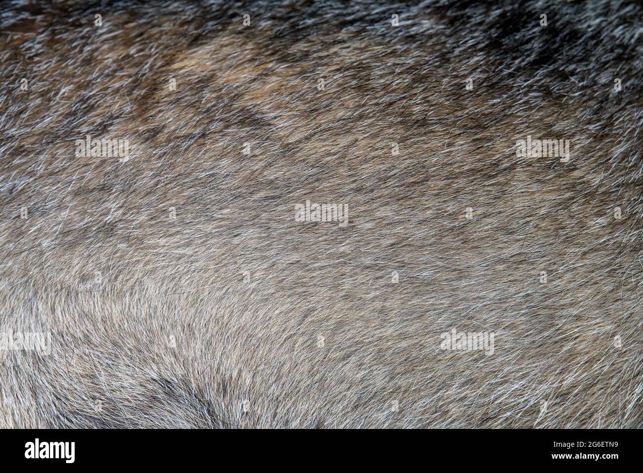 Wolf skin hi-res stock photography and images - Alamy