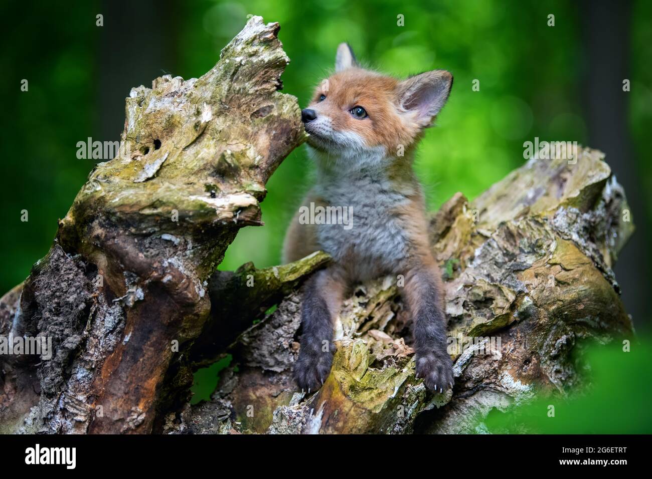 Red fox, vulpes vulpes, small young cub in forest. Cute little wild ...