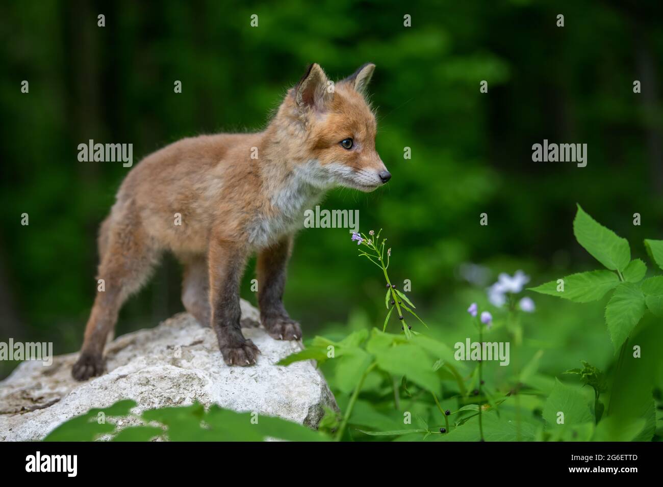 Red fox, vulpes vulpes, small young cub in forest. Cute little wild ...