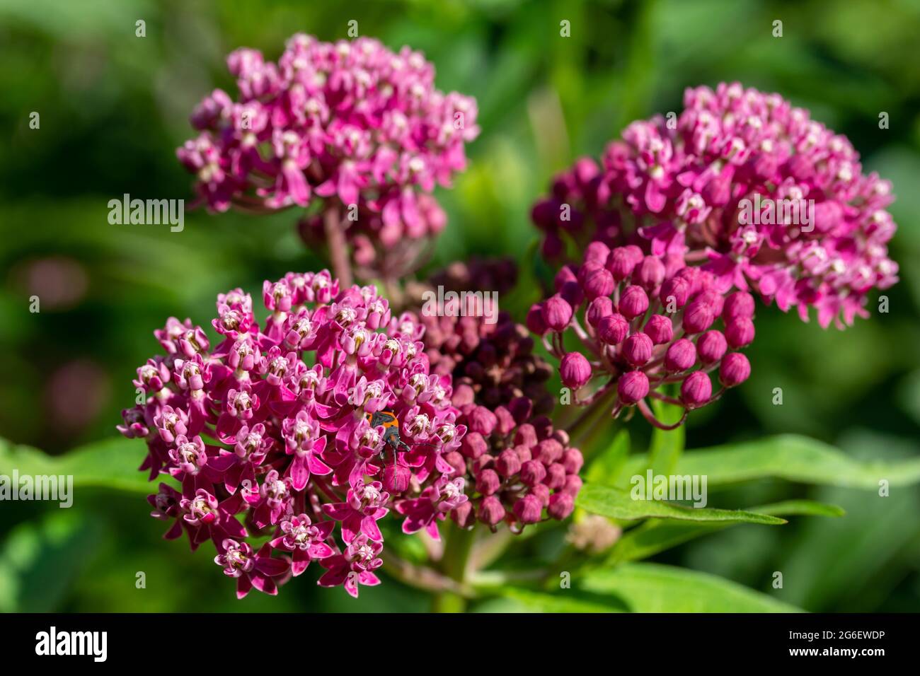 This image shows a macro abstract texture background of vibrant ...