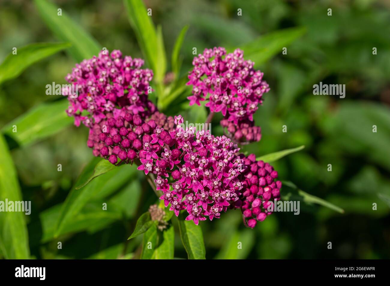 This image shows a macro abstract texture background of vibrant ...