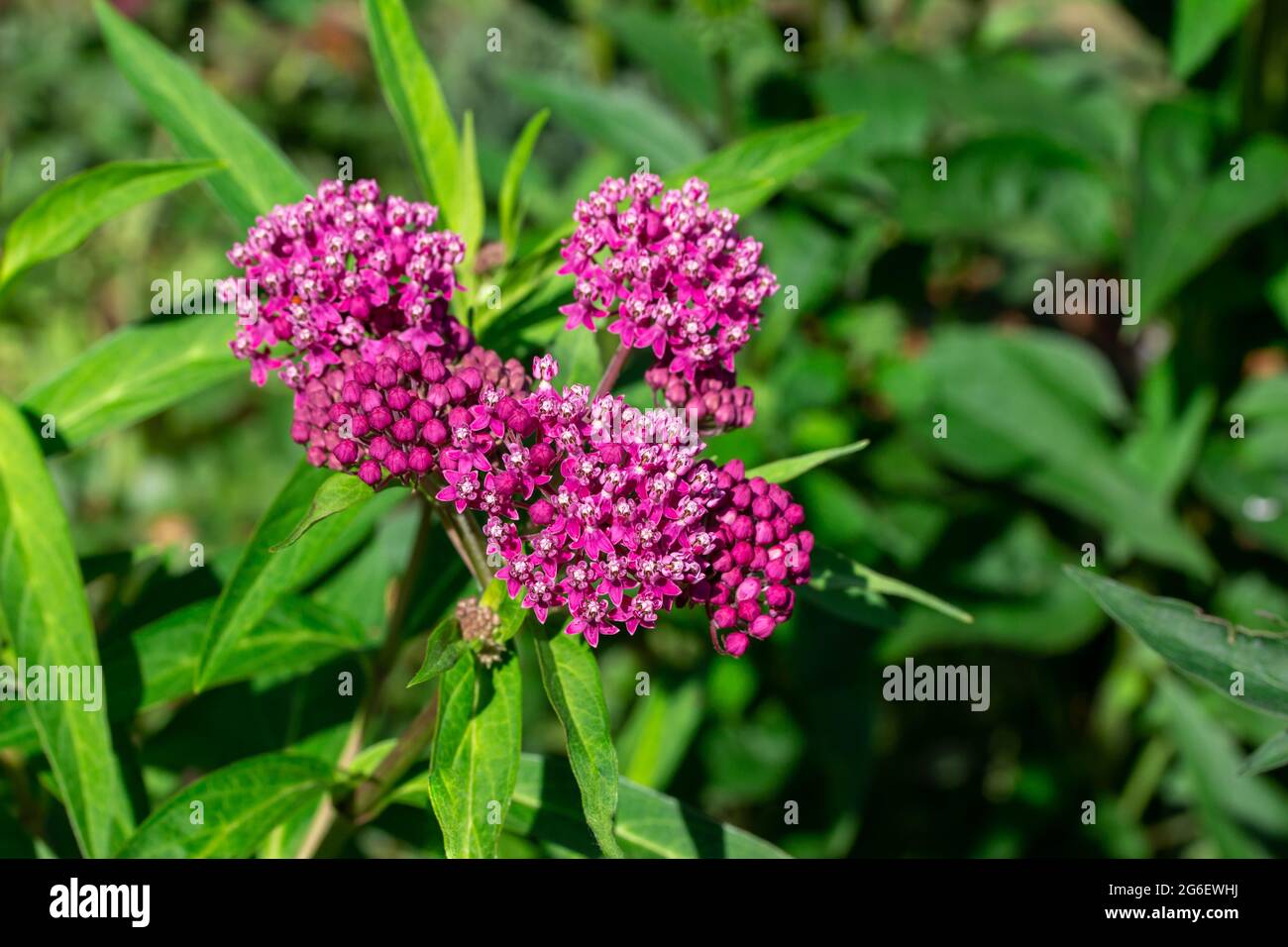 This image shows a macro abstract texture background of vibrant ...