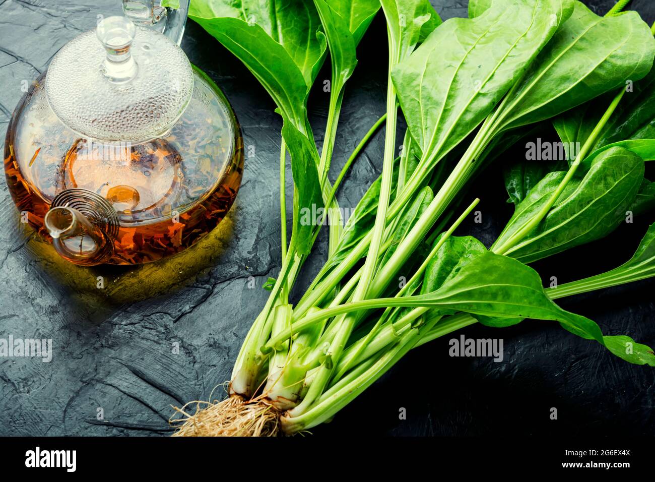 Healing plantain tea. Glass teapot with herbal plantain tea. Natural ...