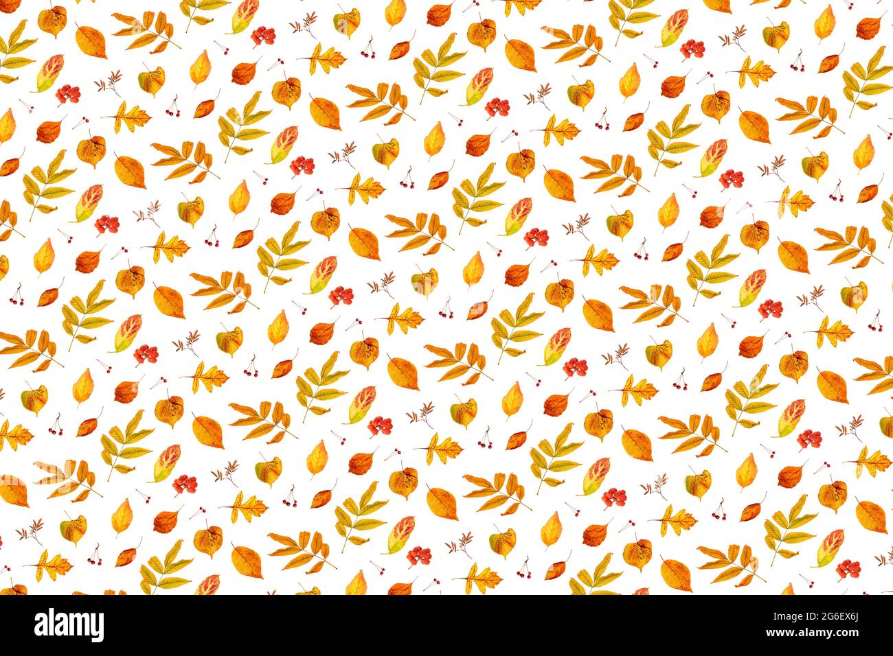 Pattern of natural orange autumn leaves and berry on a white background ...