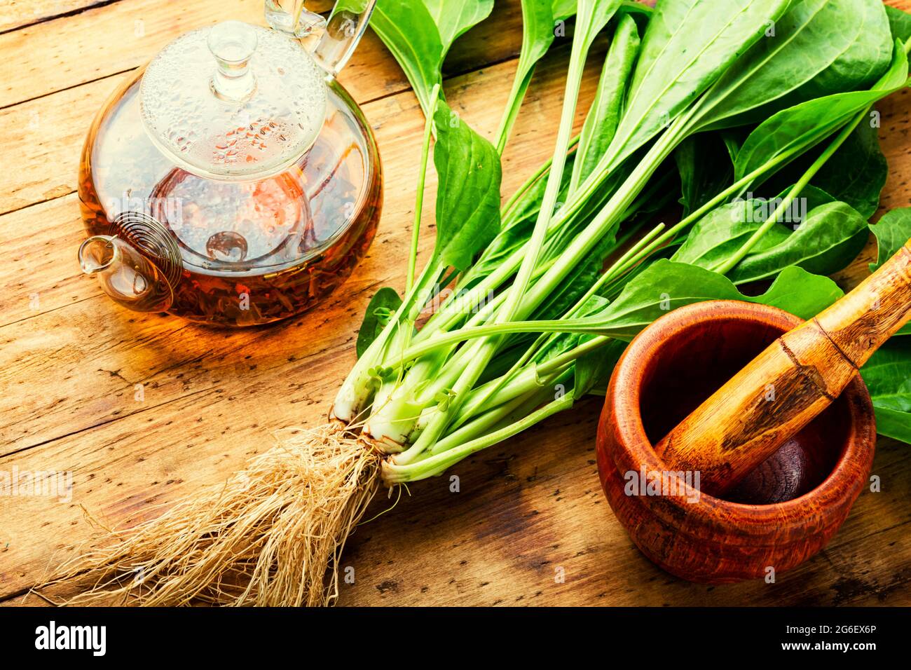 Healing plantain tea. Glass teapot with herbal plantain tea. Natural ...
