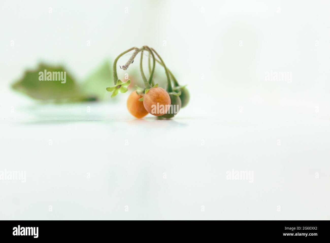 Asian natural harbal fruit isolated on white surface, popular fruit ...