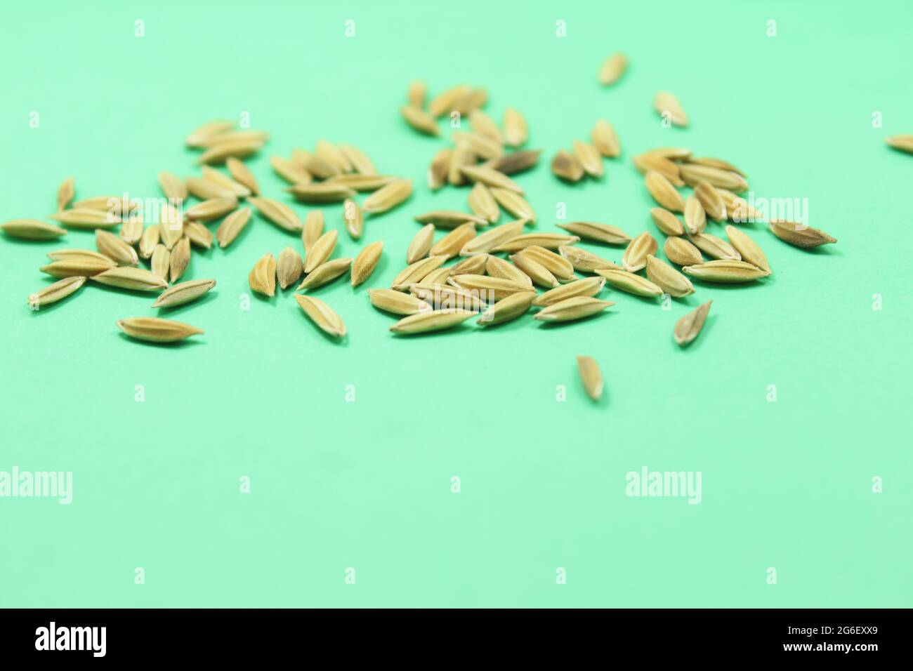 Paddy seeds isolated hi-res stock photography and images - Alamy