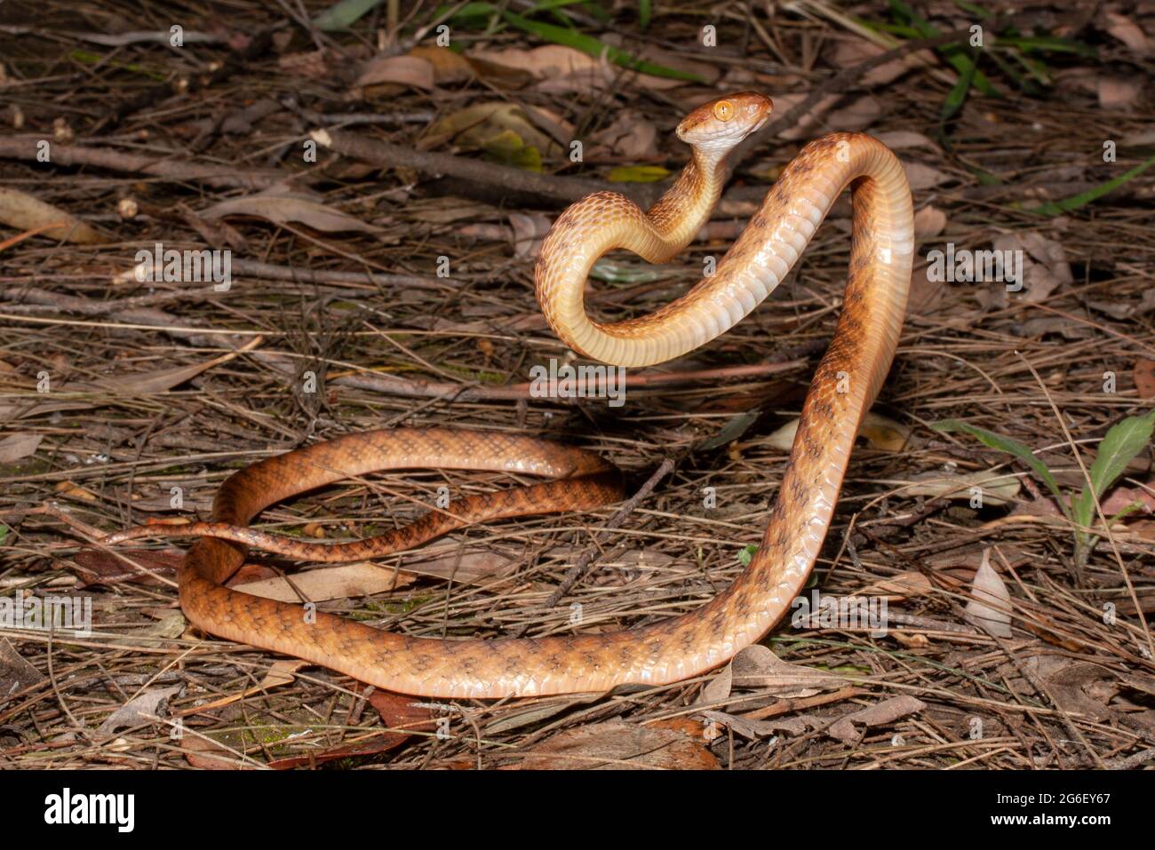 Brown Tree Snake in defensive pose Stock Photo - Alamy
