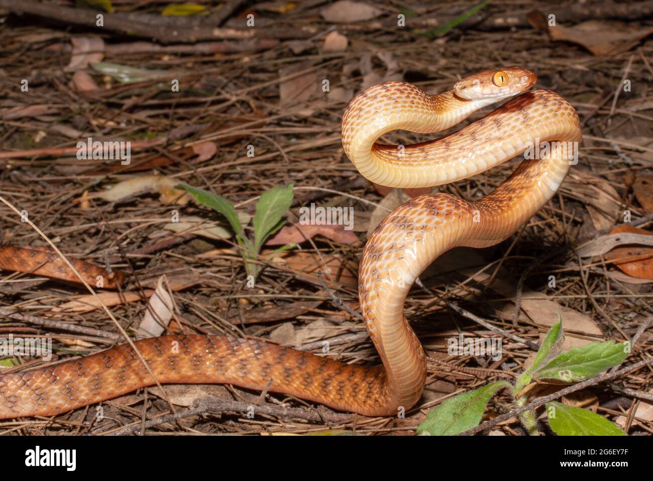 Brown Tree Snake in defensive pose Stock Photo - Alamy