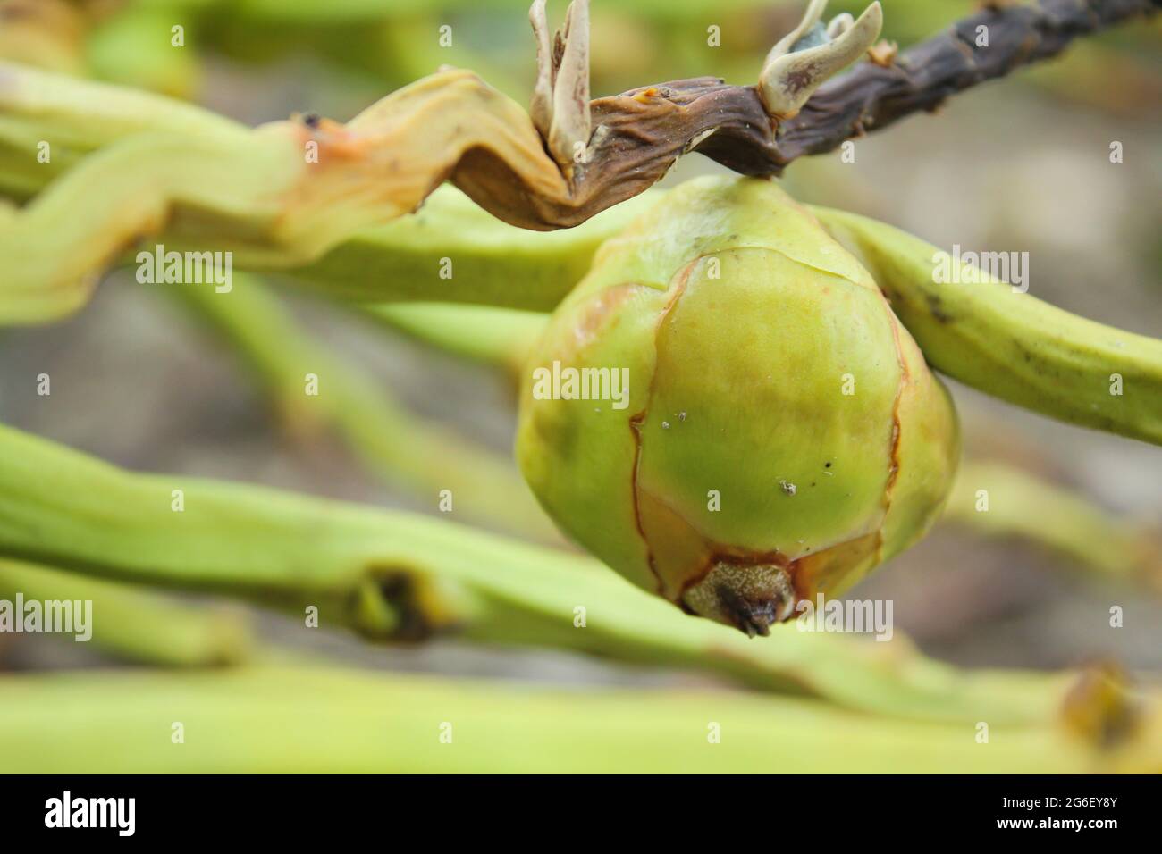 Small coconut on branch, coconut flower Stock Photo - Alamy