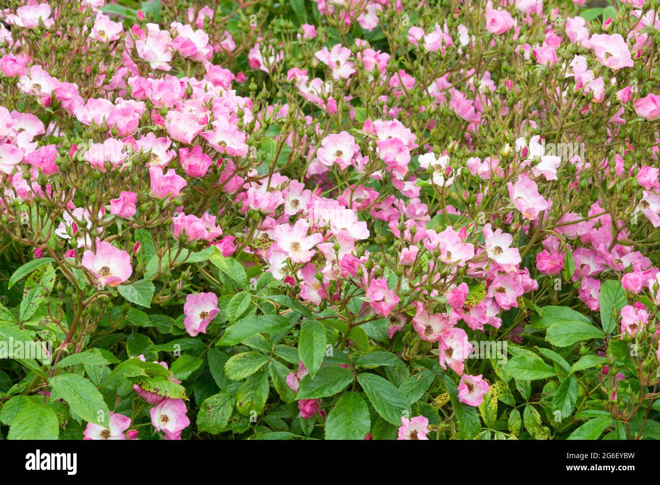 Ballerina rose bush hi-res stock photography and images - Alamy