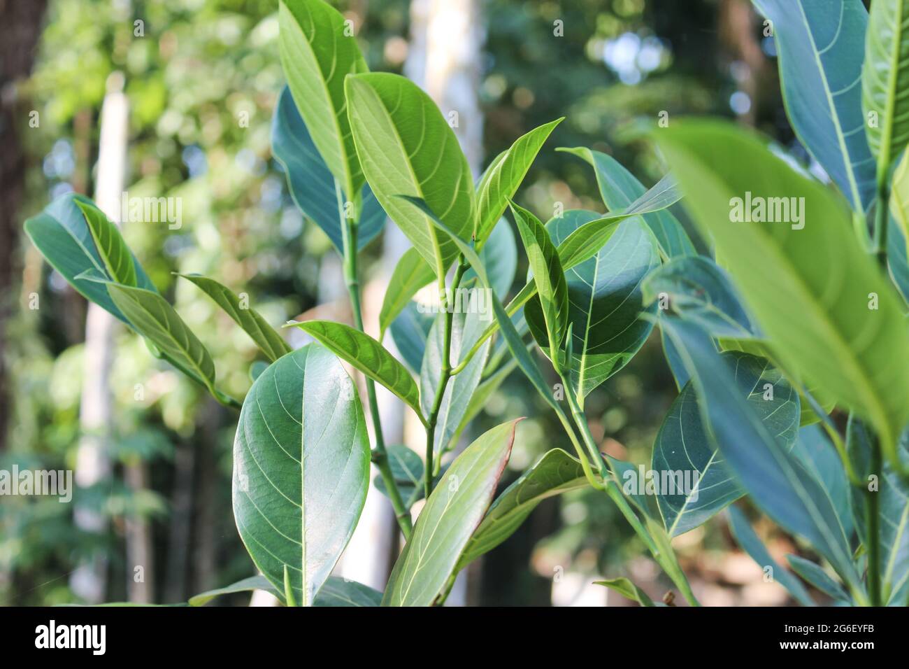 Tropical jackfruit tree in nature Stock Photo - Alamy