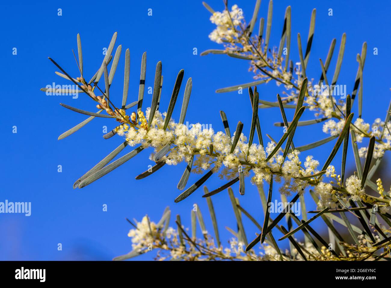 Australian Sweet-scented Wattle tree in floweer Stock Photo - Alamy