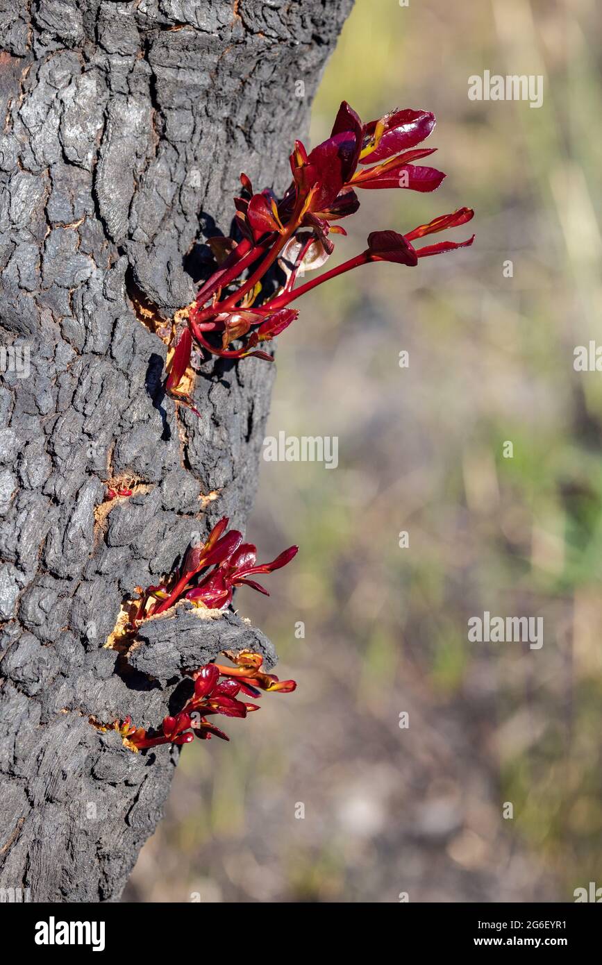 Epicormic growth on Eucalypt tree after fire Stock Photo - Alamy