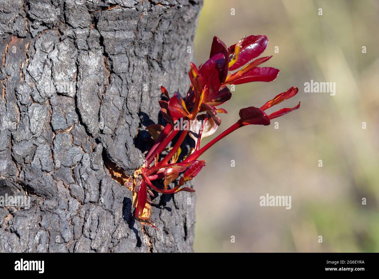 Epicormic growth on Eucalypt tree after fire Stock Photo - Alamy
