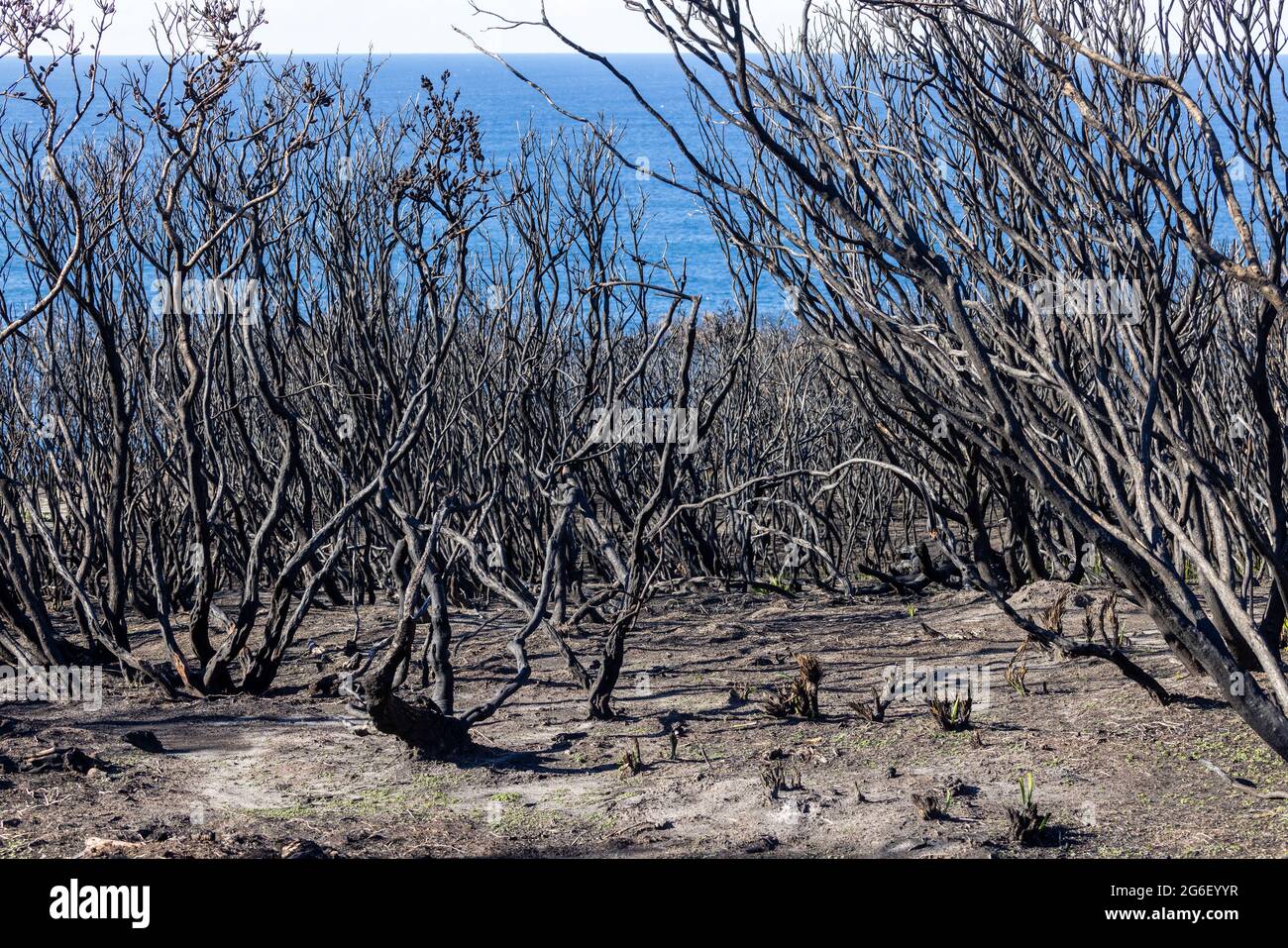 Charred bush after recent bushfire Stock Photo - Alamy