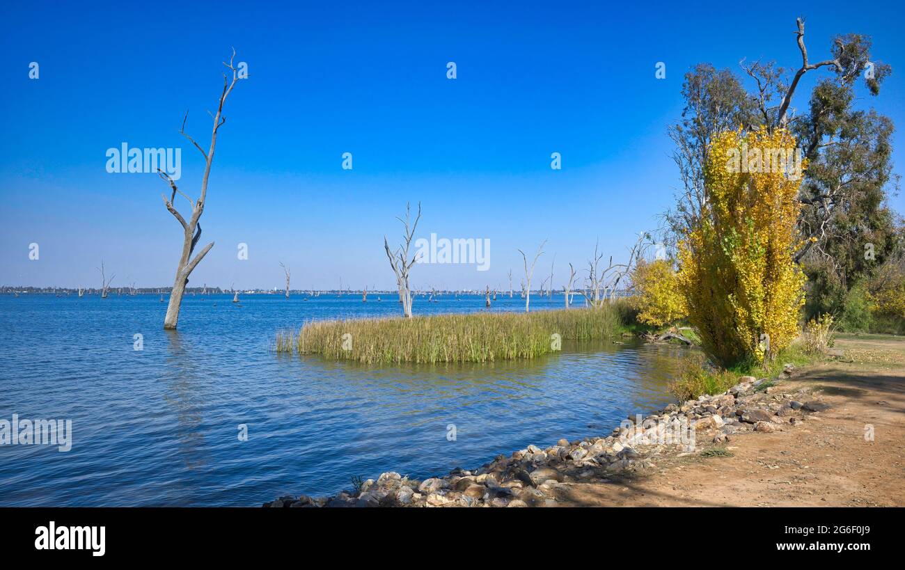 Autumn leaves on Poplar trees and dead trees at Lake Mulwala Stock ...