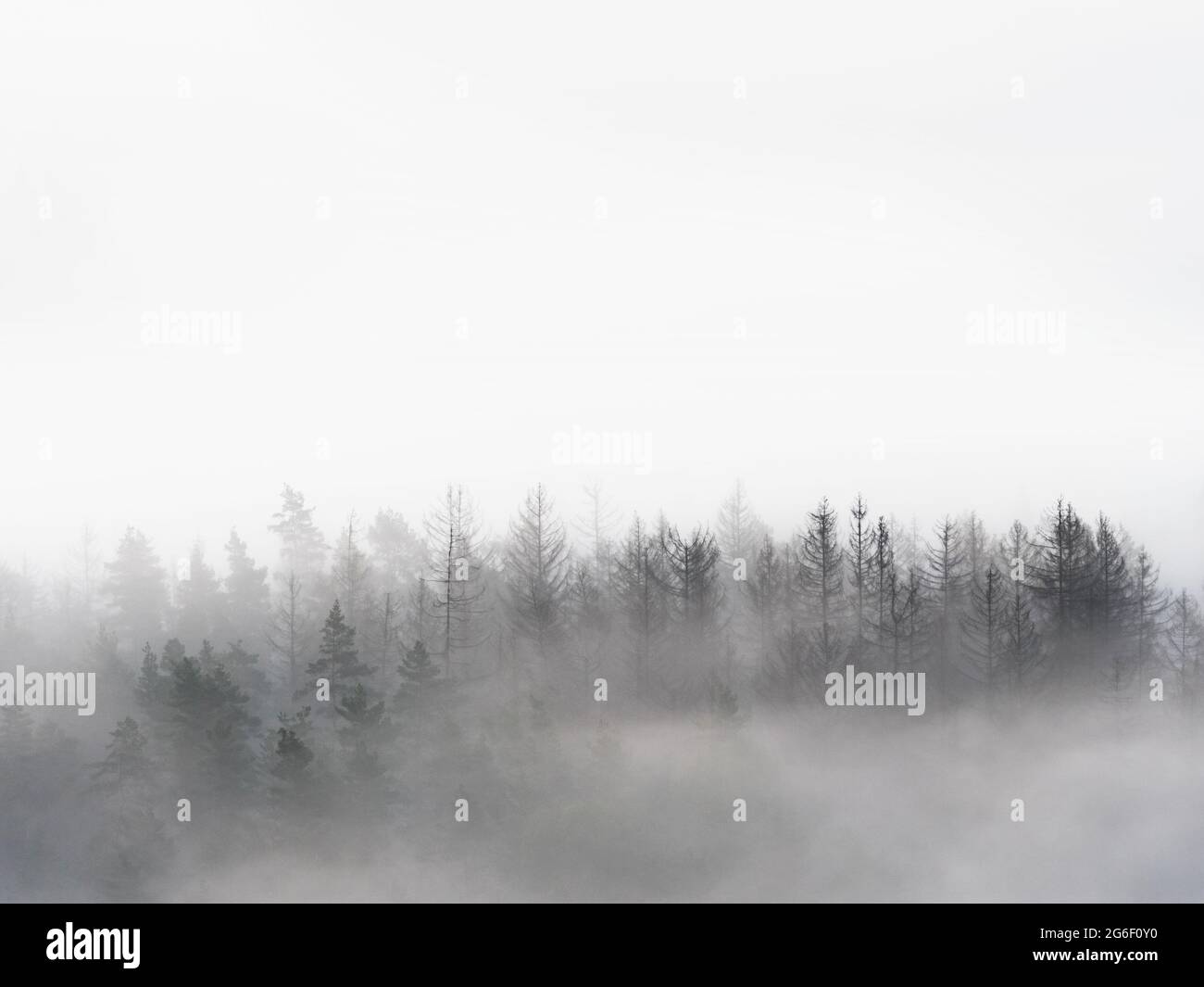 Foggy forest in a gloomy landscape. Trees in heavy morning fog Stock ...