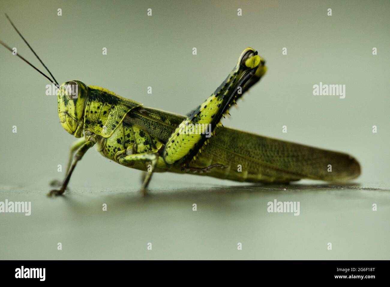 Big green locust close up hi-res stock photography and images - Alamy