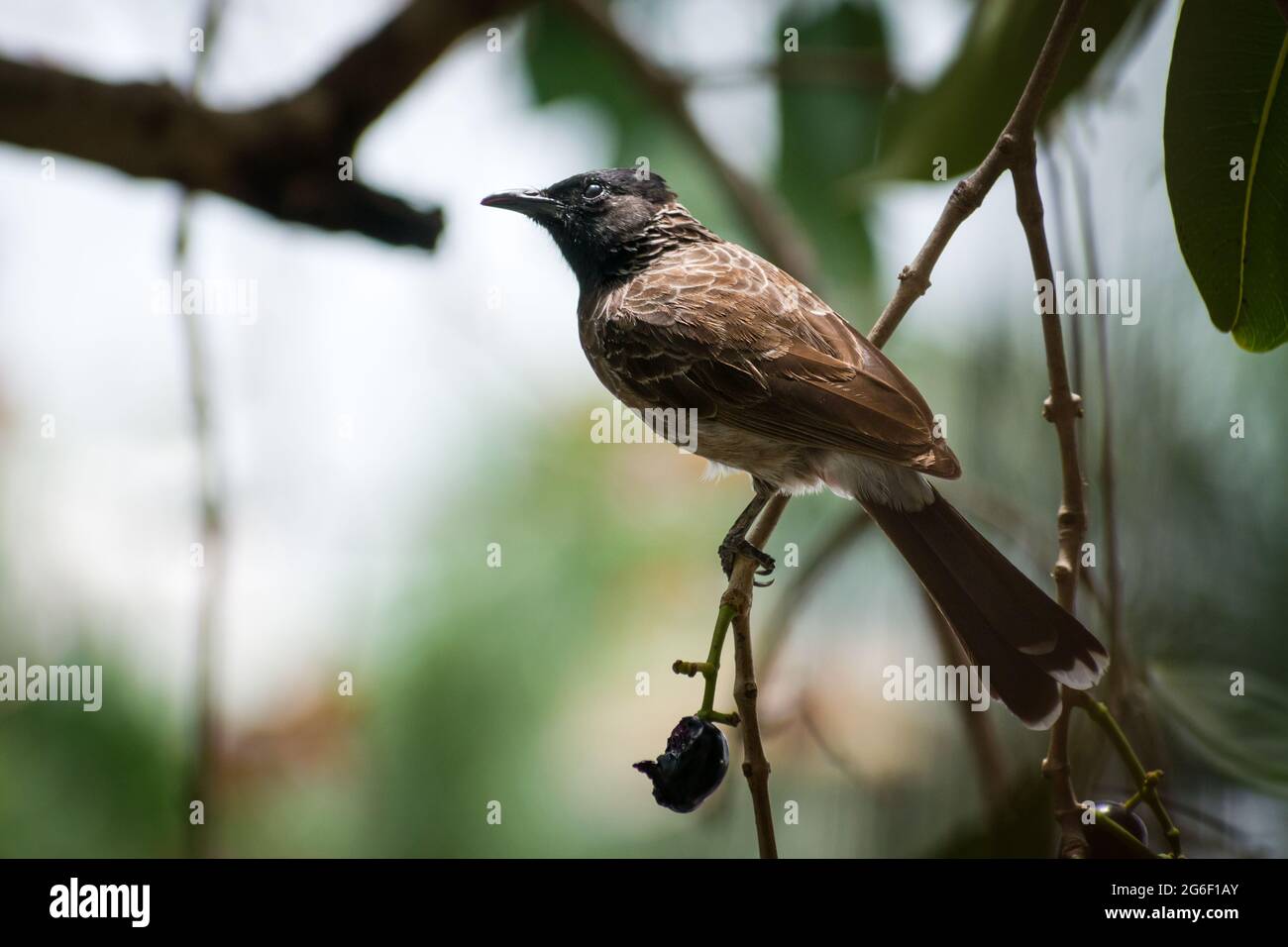 A Red-vented Bulbul sitting on a branch and eating a blueberry in ...