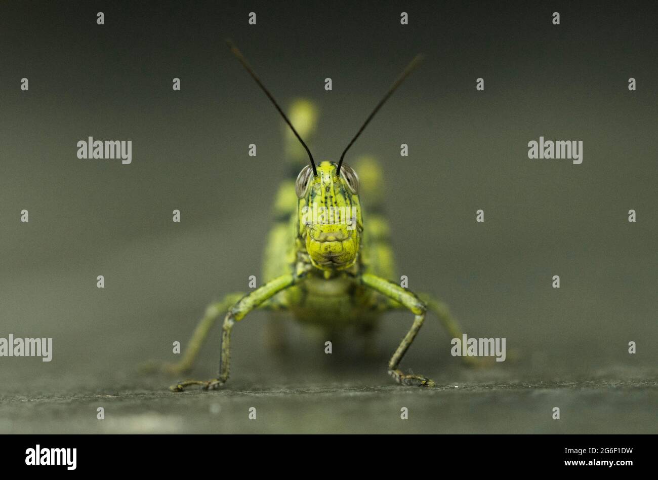 Big green locust close up hi-res stock photography and images - Alamy