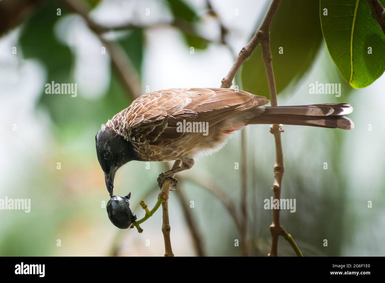 Indian tree jamun hi-res stock photography and images - Alamy