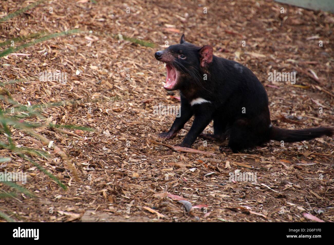 Bonorong wildlife tasmania hi-res stock photography and images - Alamy