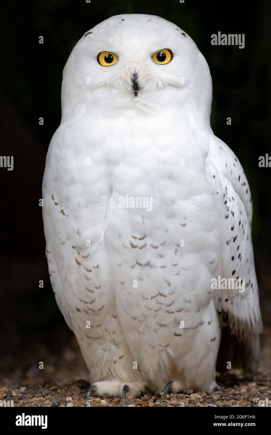 Male Snowy owl Stock Photo - Alamy