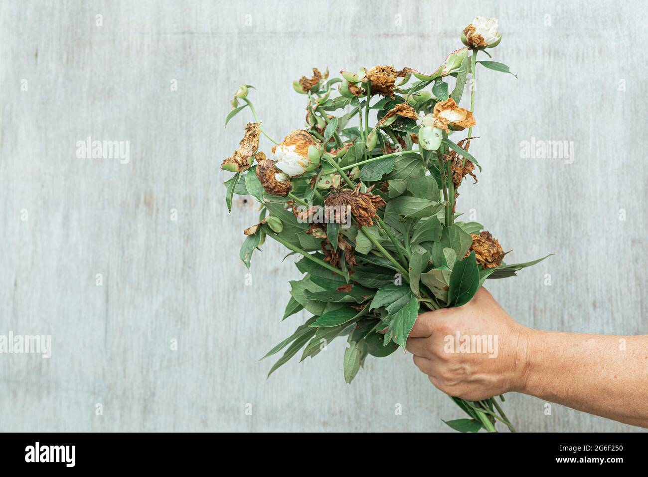 The withered lover hi-res stock photography and images - Alamy