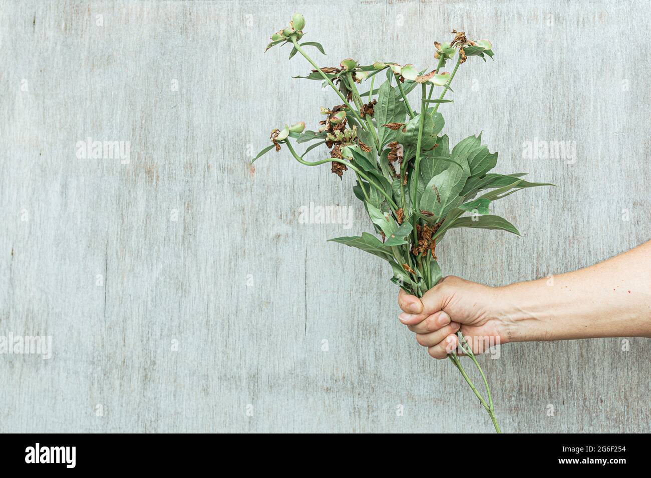 The withered lover hi-res stock photography and images - Alamy