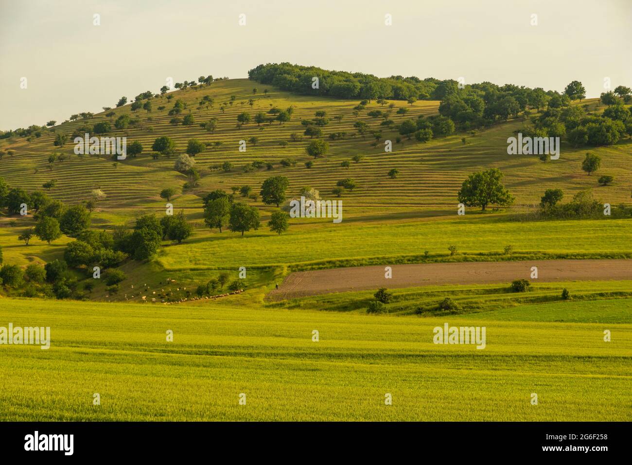 summer landscape from dobrogea region, romania Stock Photo - Alamy