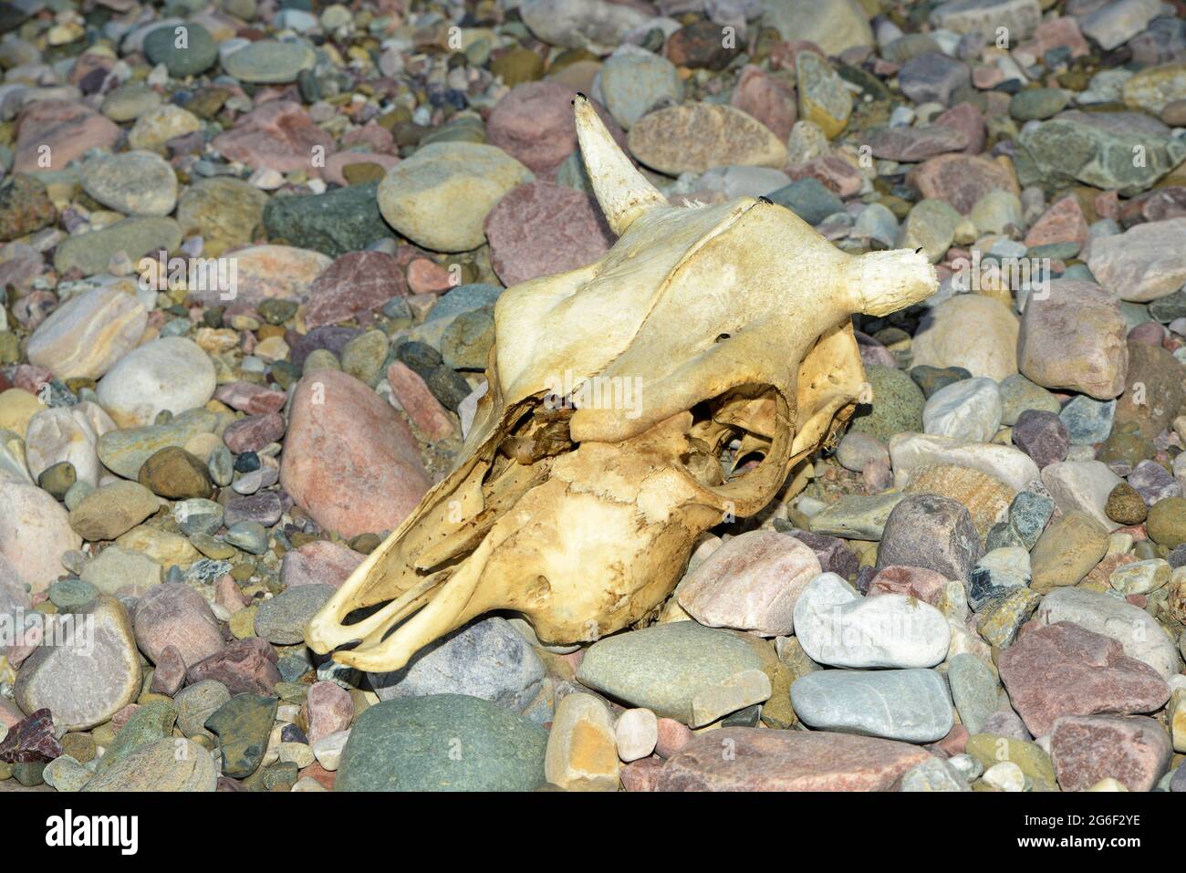 Animal skull Scattered on Dirt and unpaved road Stock Photo - Alamy