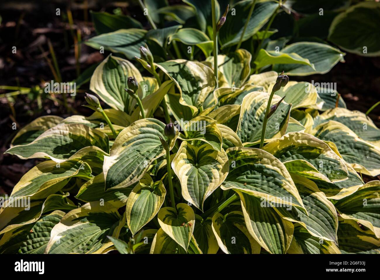 Beautiful plant host in the flowerbed in the garden Stock Photo - Alamy