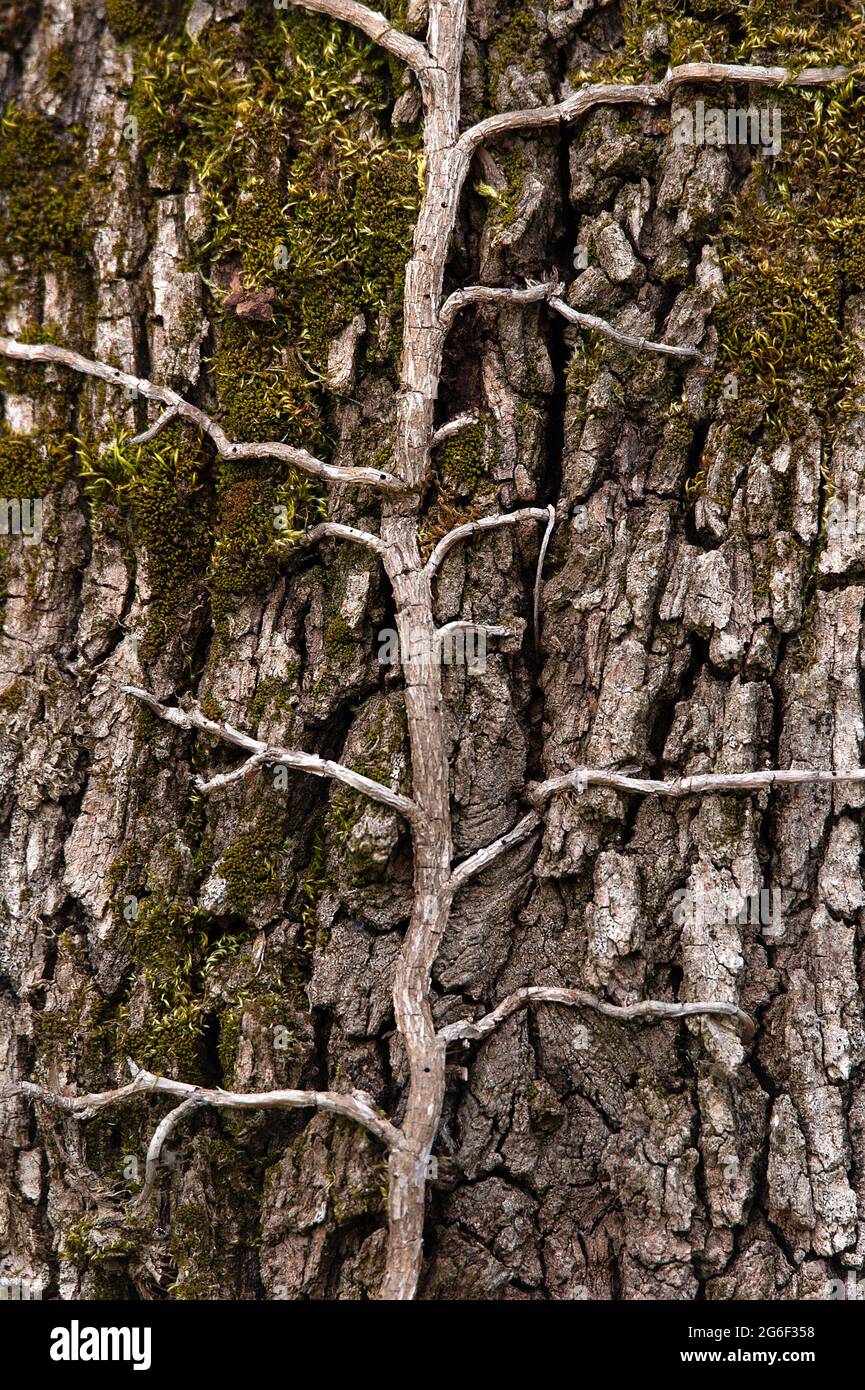 Old vine on tree bark Stock Photo - Alamy