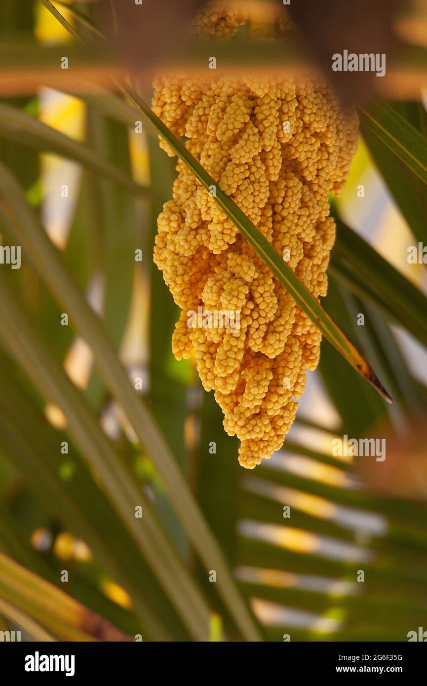 Palm flowers hi-res stock photography and images - Alamy